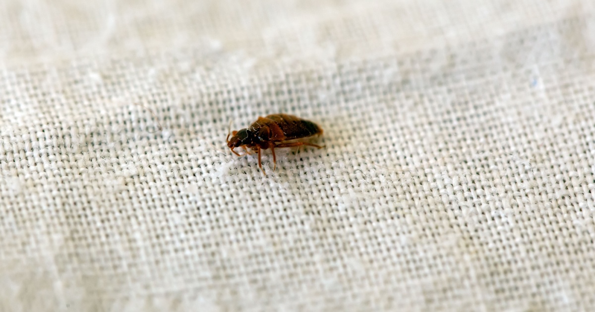 7+ natural scents that drive away bed bugs