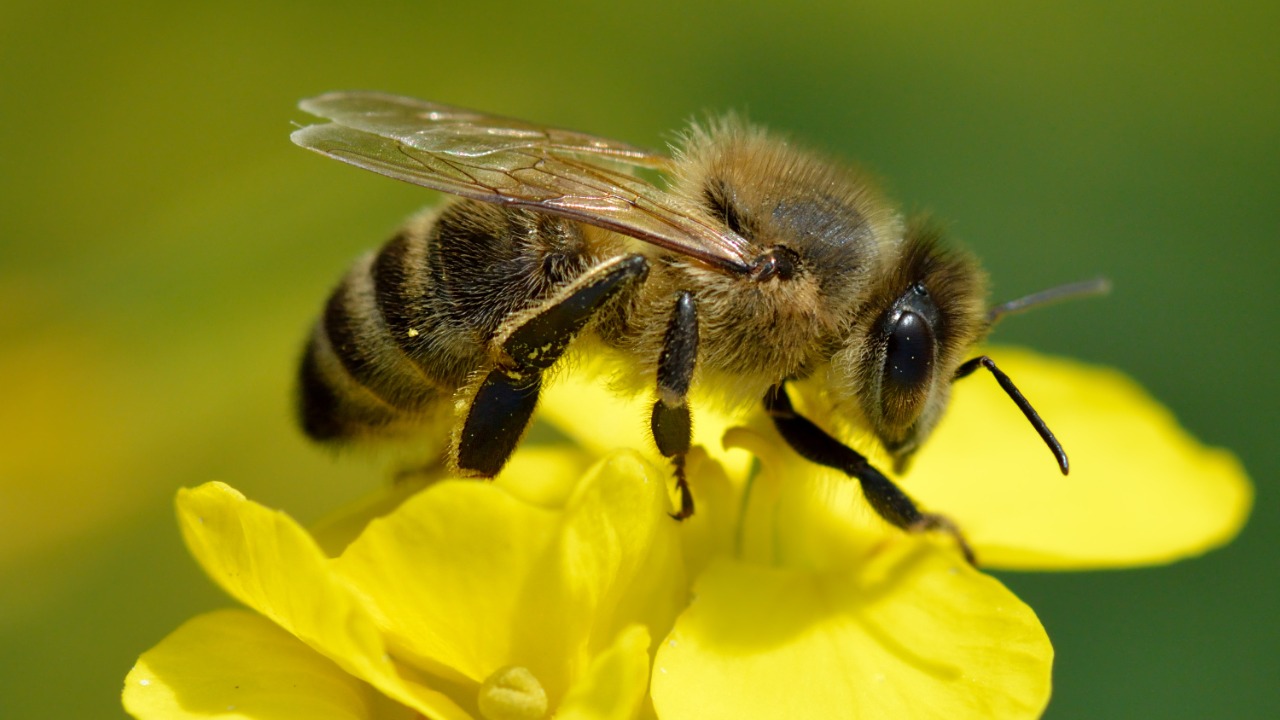 Honeybees tell the hive where flowers are by dancing a precise waggle
