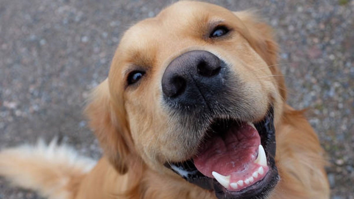 If your dog shows these 13 behaviors, experts say don't ignore them