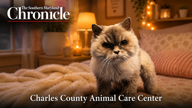 Adoption spotlight: Senior cat Lizzie at Charles County Animal Center