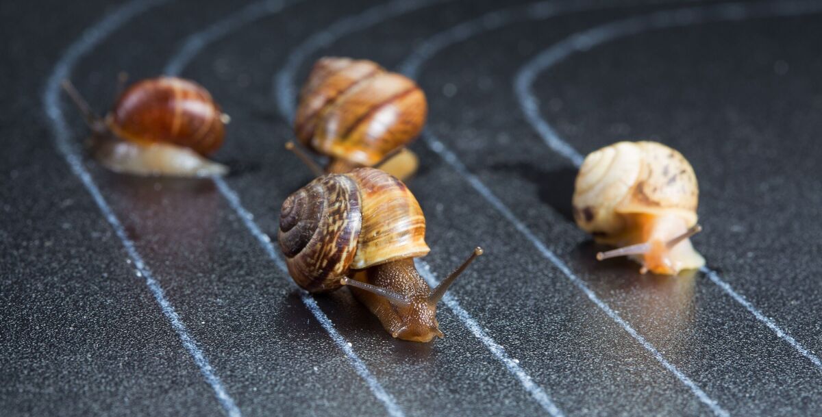 Woke council scraps snail race after campaigners say it's 'cruel'