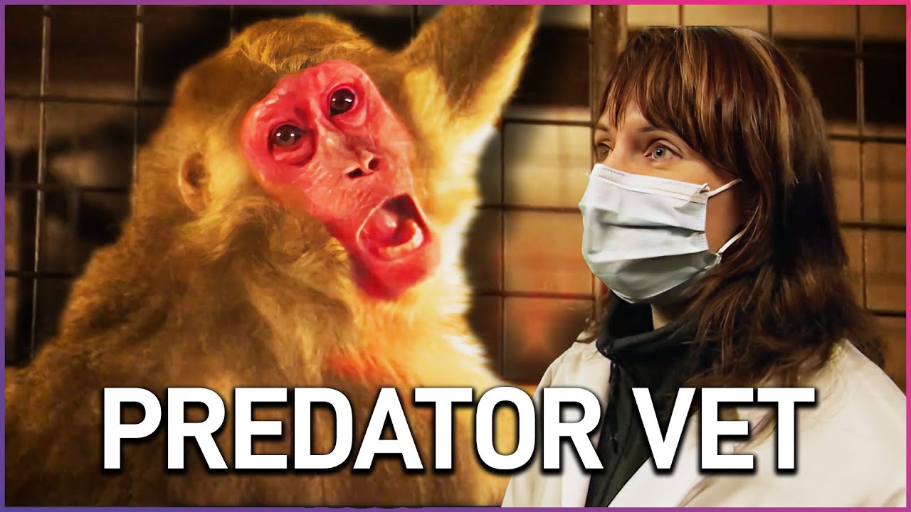 The Vet That Treats The Worlds Deadliest Animals | Nerves of Steel