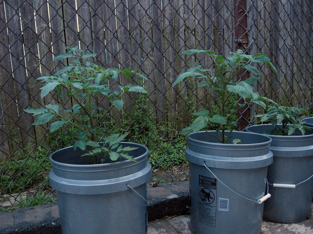 How to grow bush beans for a massive small-space harvest