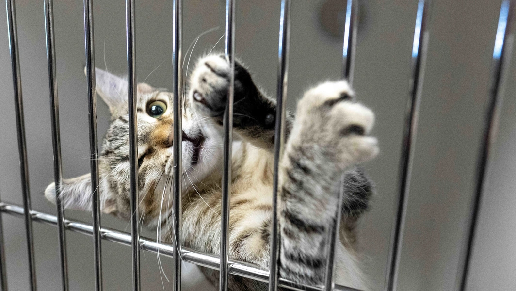 Understanding and communicating with your cat