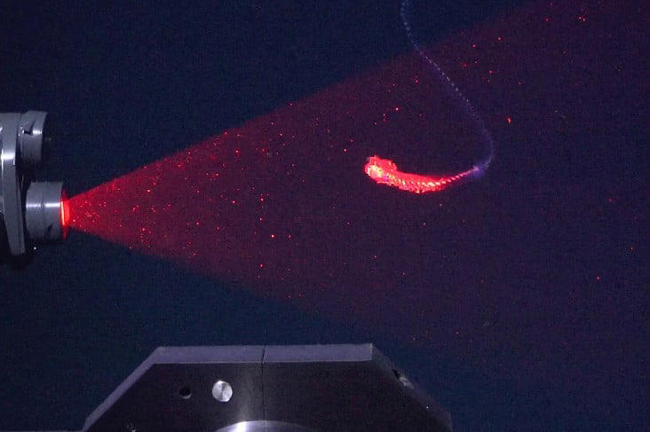 Divers explored Earth’s most mysterious ocean habitat and found 31 new ...