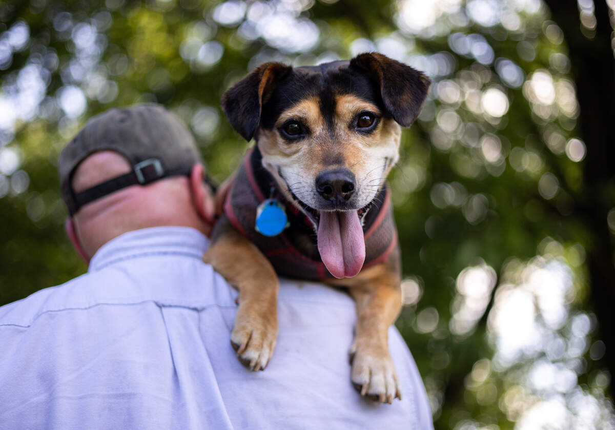 What are the most popular dog names, breeds in Lexington? See the top 5