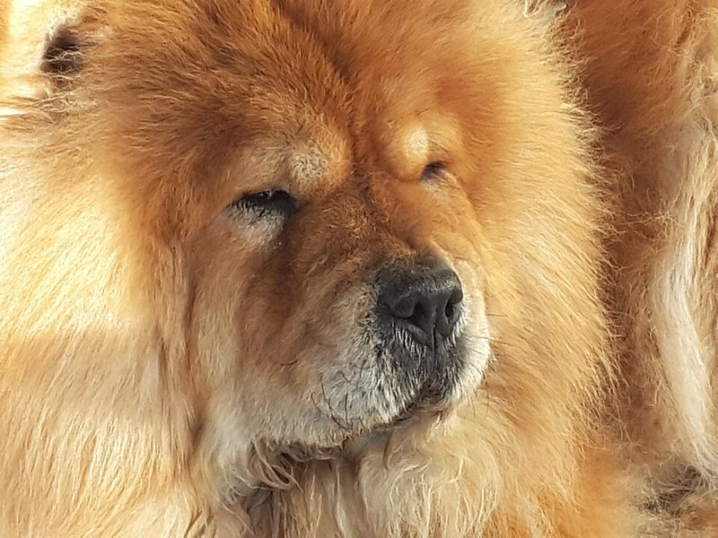 14 dog breeds people used to love but are now quietly abandoning
