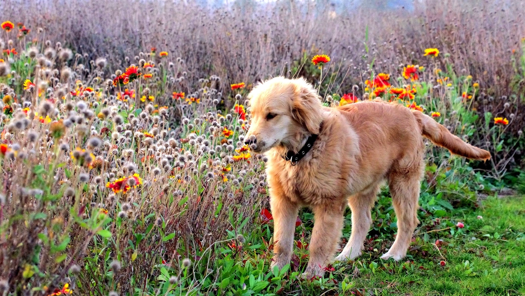 11 beautiful dog names and their meanings