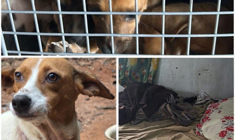 Mulher debilitada e 12 cães são resgatados de casa com fezes em MG