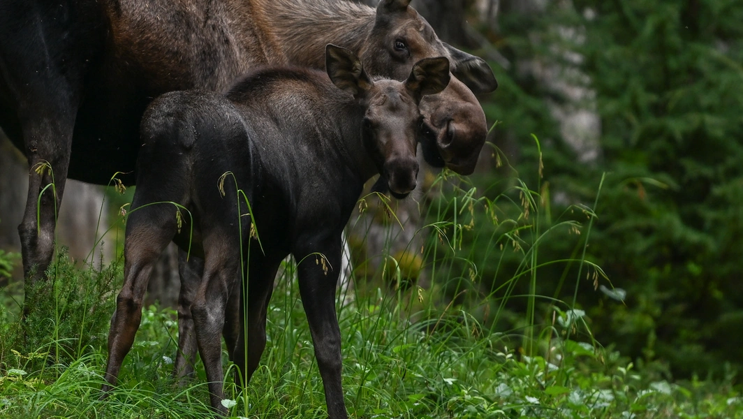 Rescue, care, and survival of moose calves