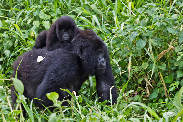 As human Ebola cases climb in DRC, critically endangered gorillas are ...