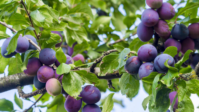 The best time to prune your plum tree (& the best way to do it)
