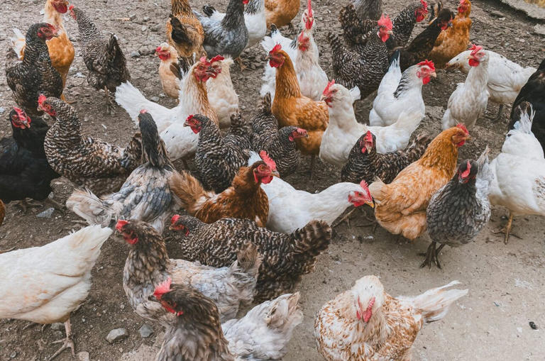 Why chickens come in so many colors, and what one gene reveals about ...