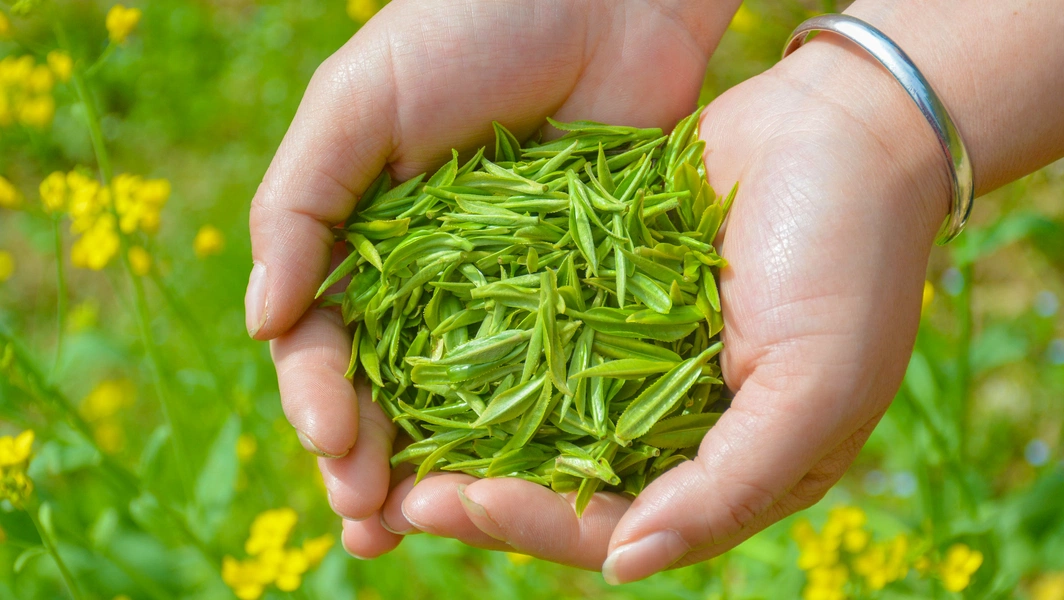 13 best green tea brands for 2026