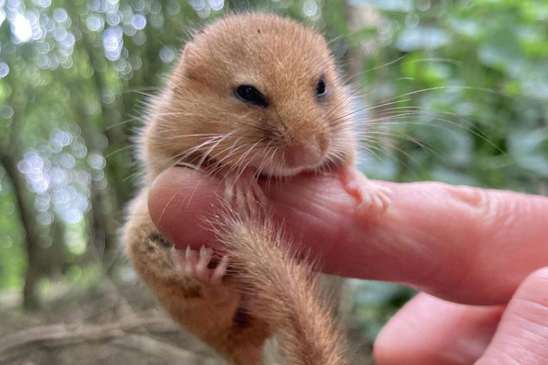 Dormice released at Bradgate Park in project to give threatened species ...