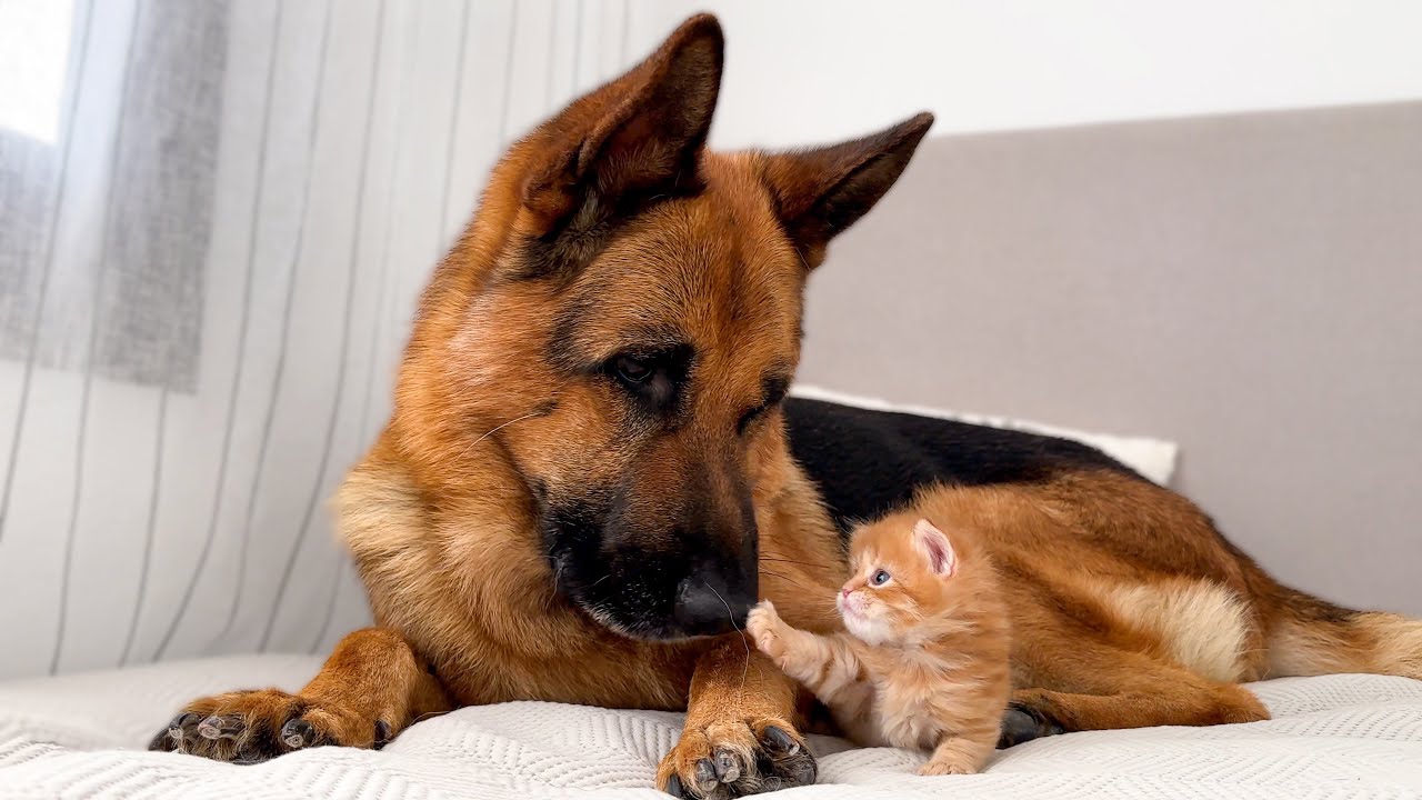 Kitten's unbelievable friendship with a giant German shepherd