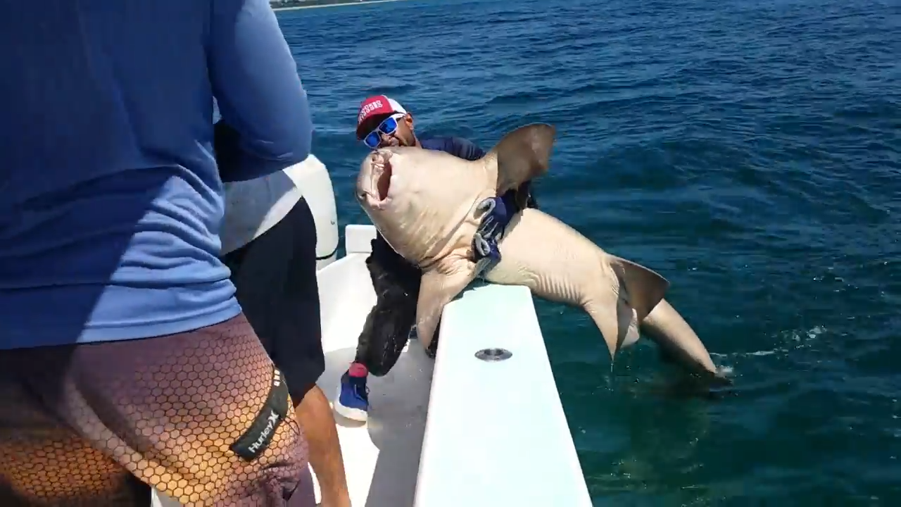 He thought it was just regular boat fishing until a monster Goliath ...