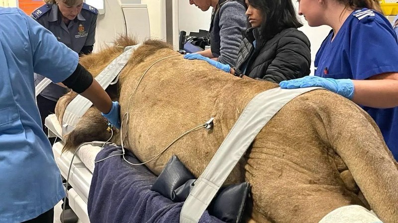 Video | King of the jungle goes for a CT scan