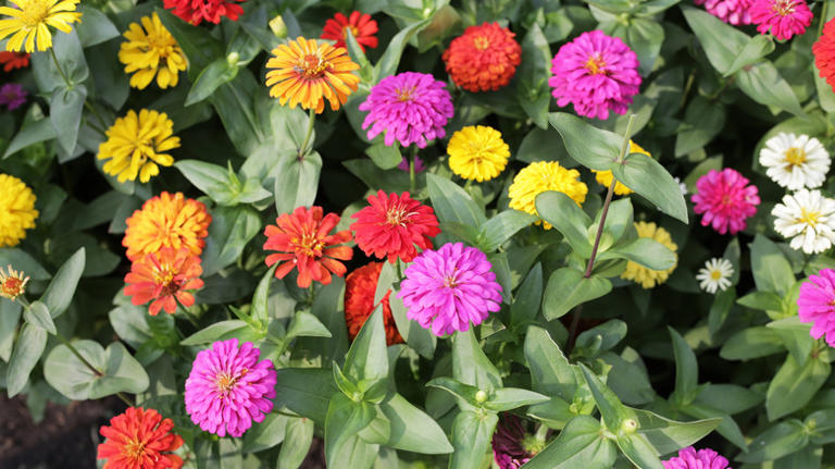 14 summer flowers to sprout from seed for a last-minute garden