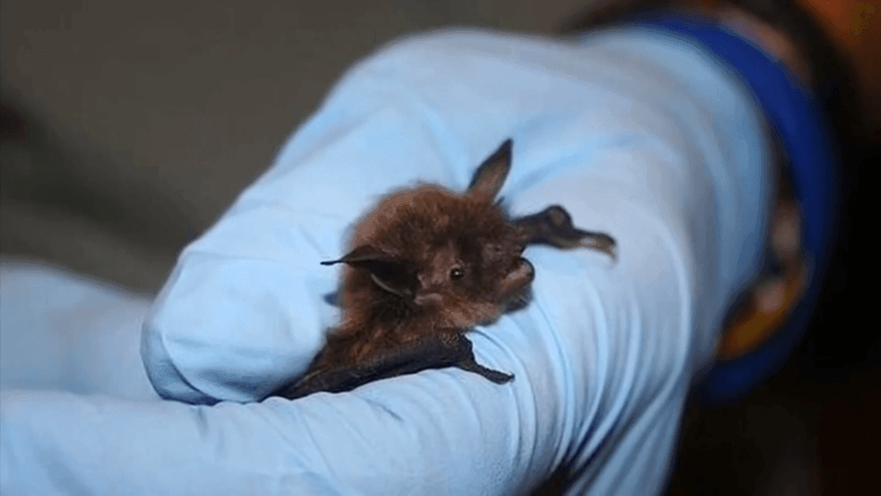 3rd bat tests positive for rabies in one Tri-State county