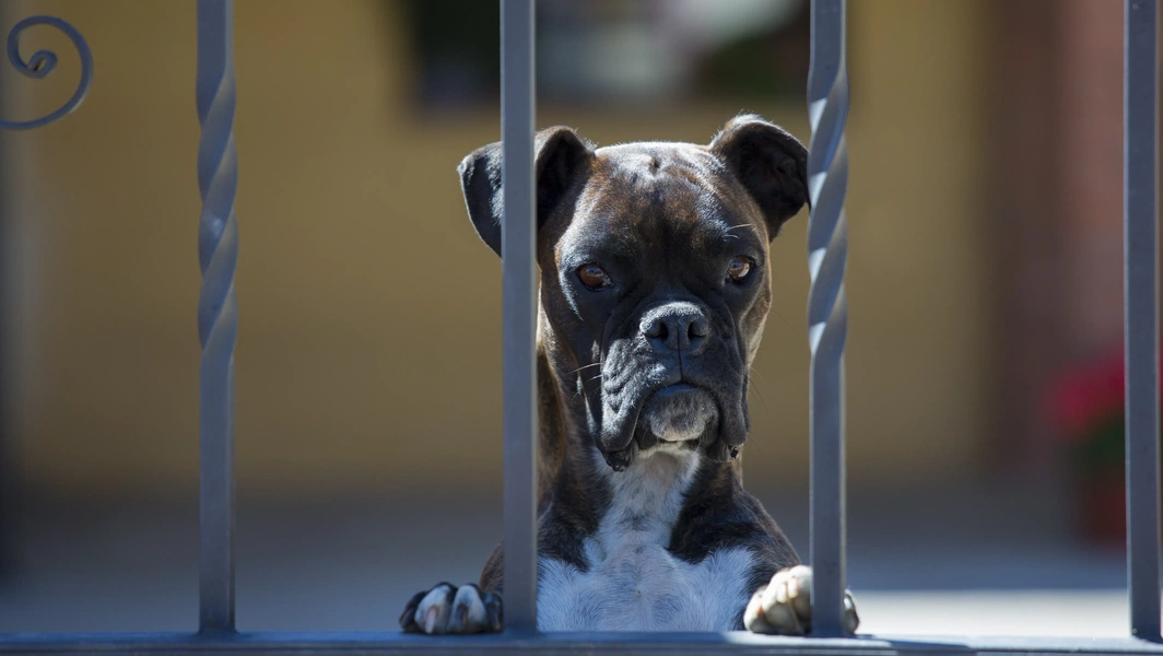 12 loyal and protective guard dog breeds