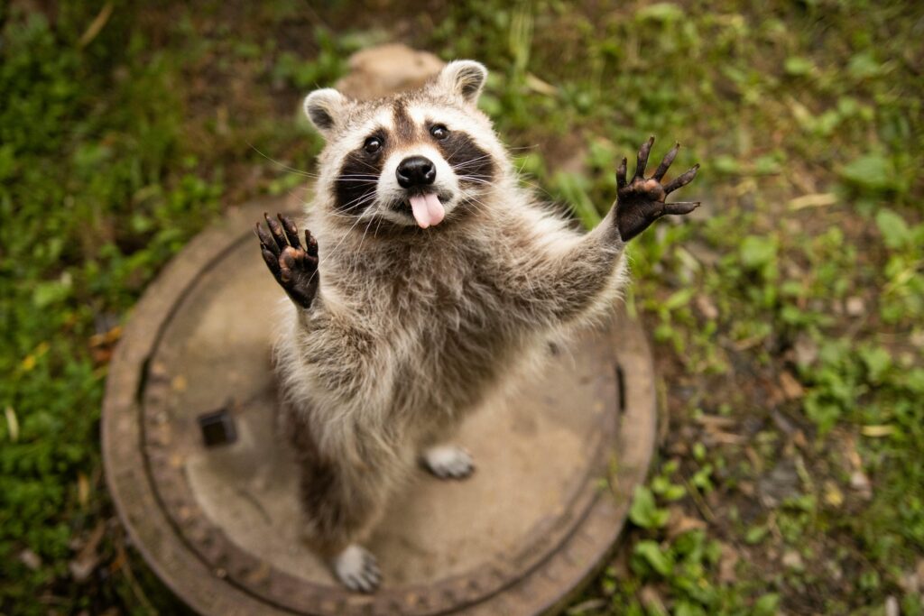 Friendly raccoon keeps coming back after child’s kind gesture changes ...