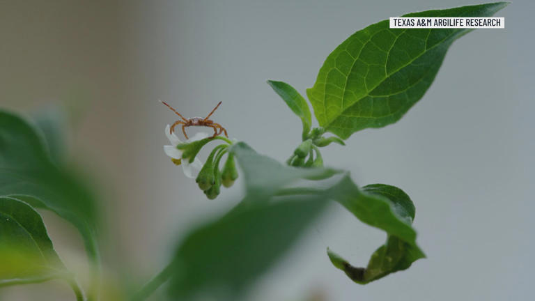 Tick season safety: What Brazos Valley families need to know