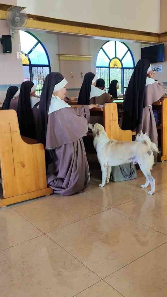 Dog interrupts nun at the most inconvenient moment