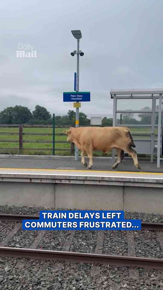 Cow causes surprise delay on train platform
