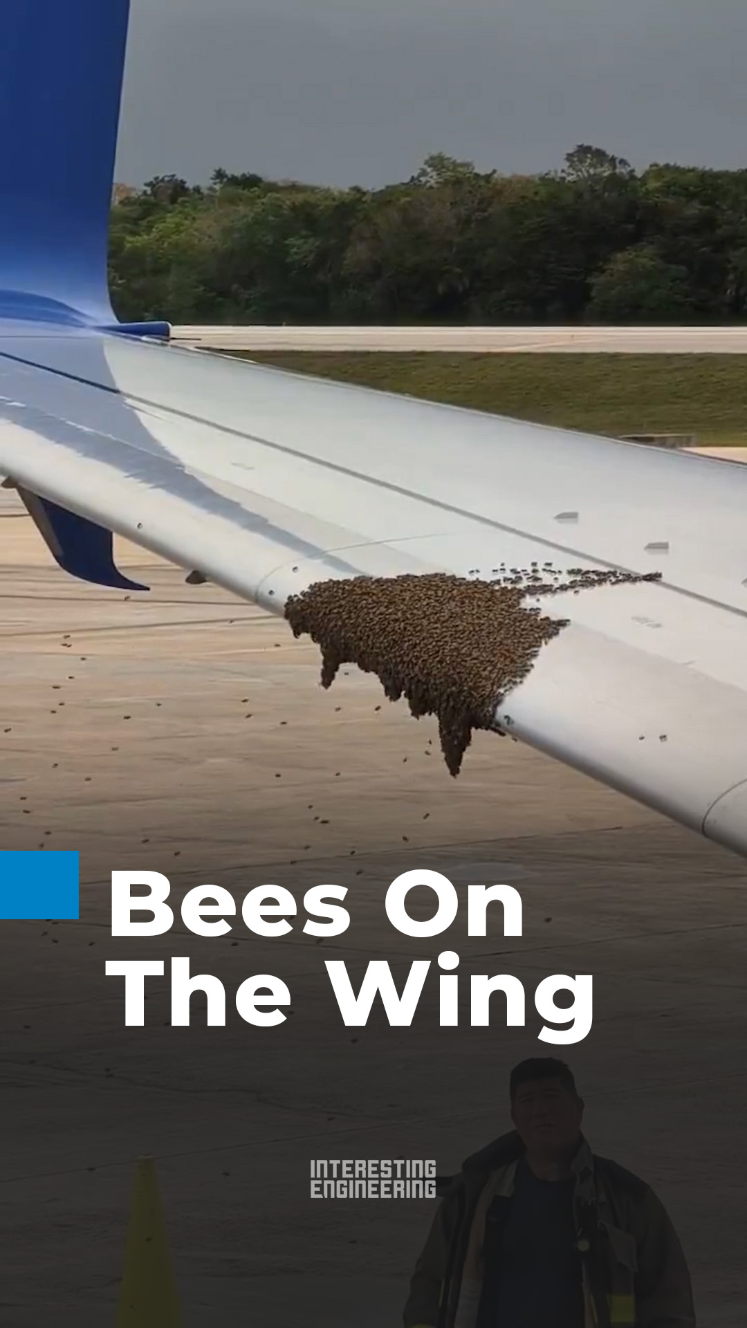 Flight delayed by an unlikely passenger — a bee swarm