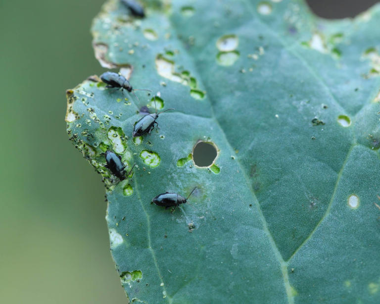 6 garden pests to watch for in June – don't wait! Eliminate them before ...