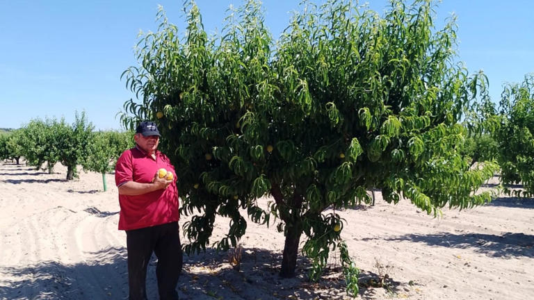 Jesús cultiva los melocotones que todos buscan y pocos encuentran ...