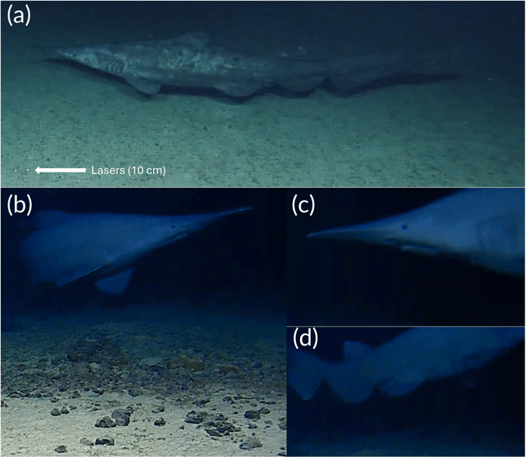 Scientists captured rare footage of a “living fossil” shark nearly 700 ...