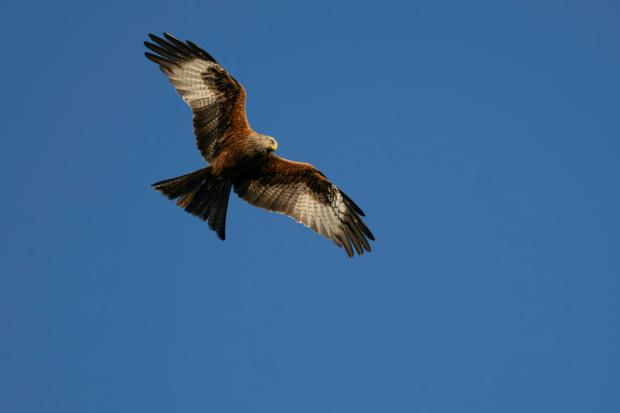 Town council warns public 'don't feed red kites'