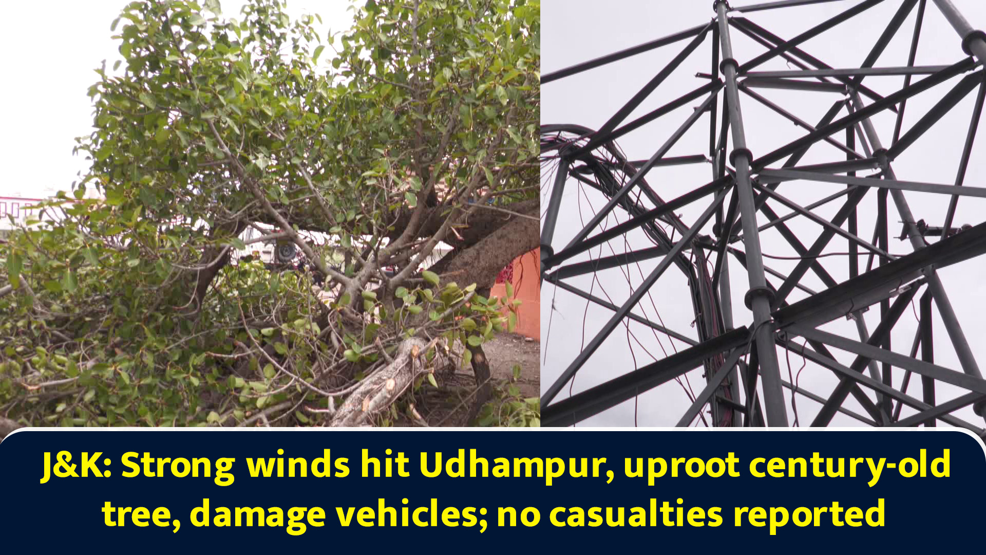 J&K: Strong winds hit Udhampur, uproot century-old tree, damage ...