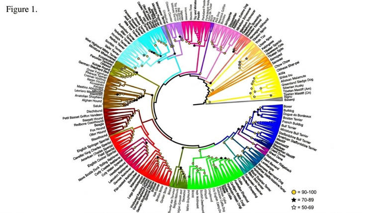 Scientists traced dog DNA back thousands of years and found something ...