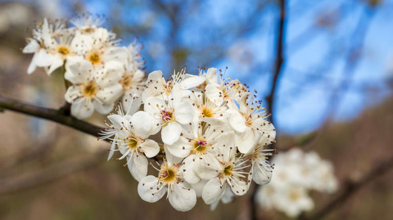 What to do if you find a Callery pear tree in your yard