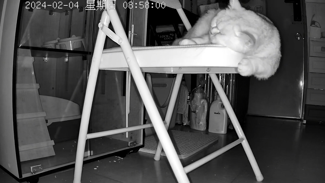 Cat French Fries falls off chair while sleeping in China