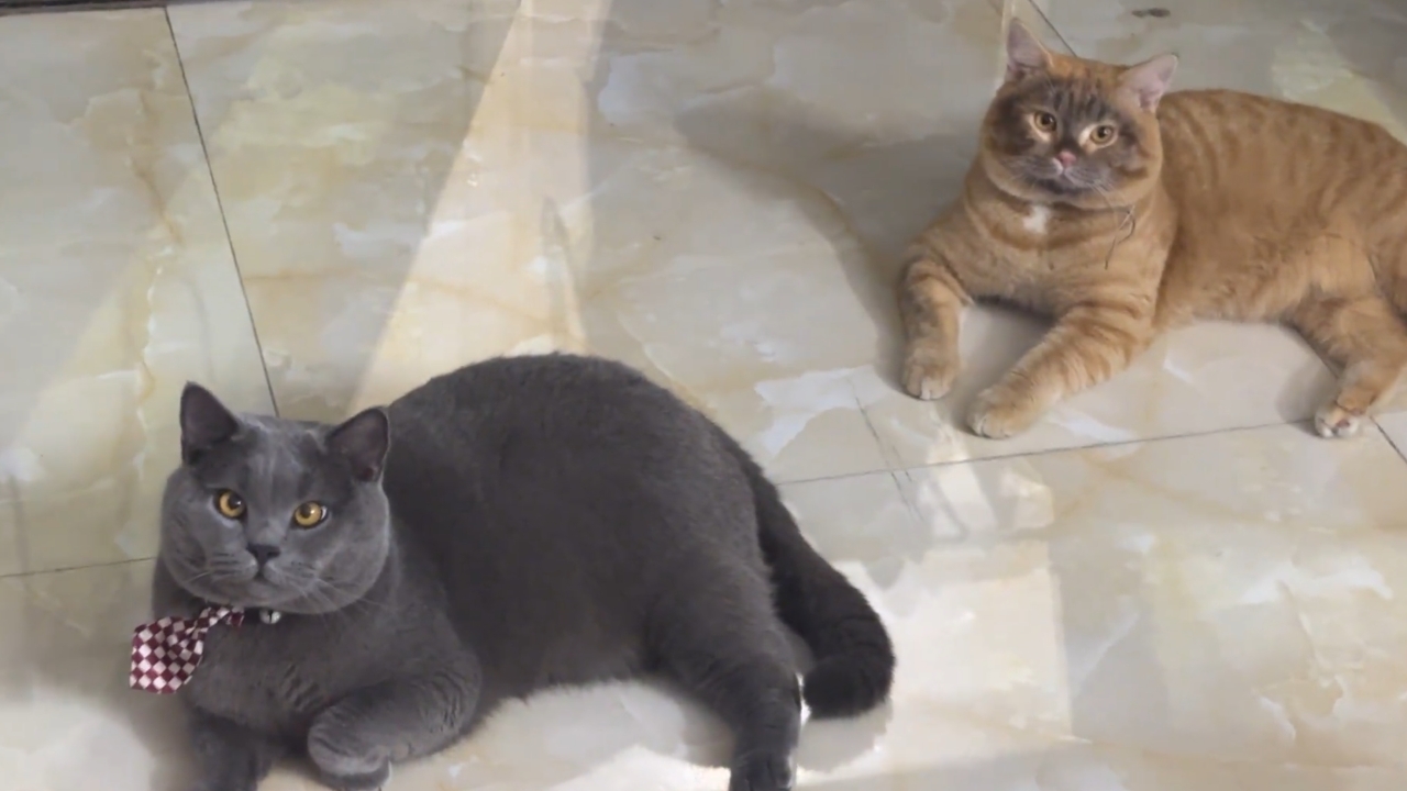 Funny orange cat with dirty muzzle next to black Siamese cat in China