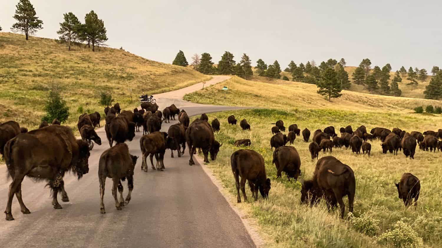 This American state is your best chance of seeing roaming herds of bison