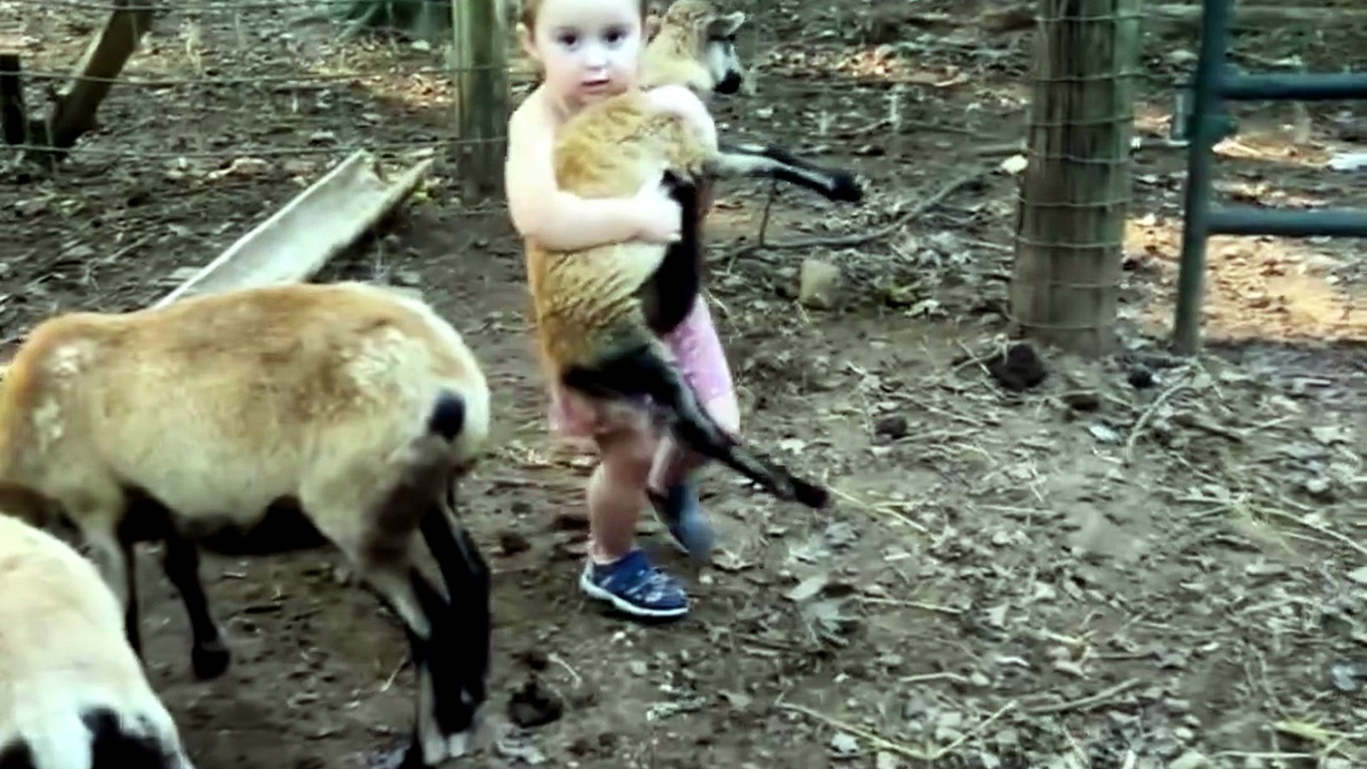 The little girl falls in love with a baby sheep at first cuddle