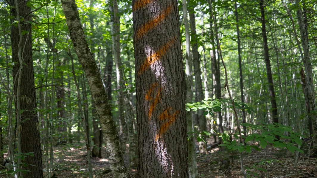Meanings of orange paint and other tree marks