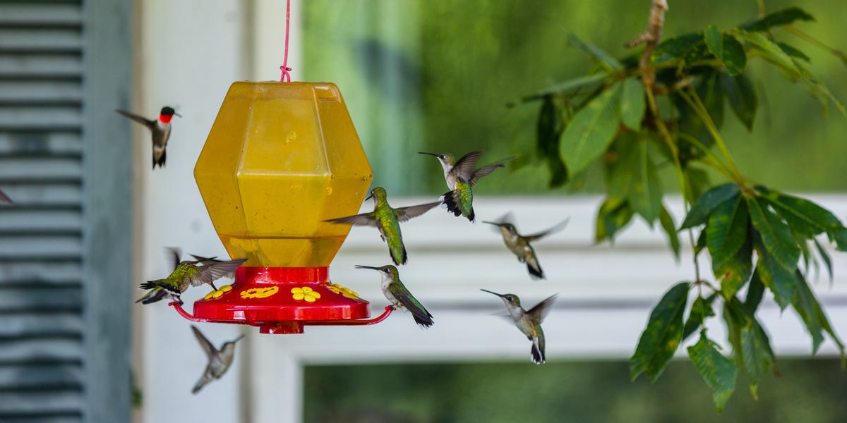 Should I take down my hummingbird feeder when I go on vacation?
