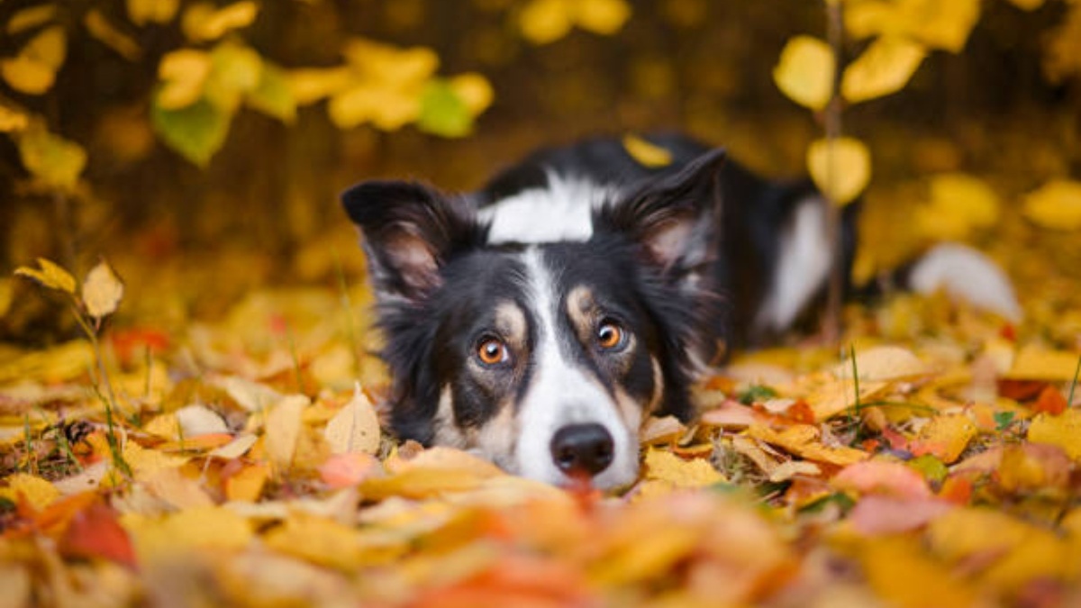 10 things your dog wishes you knew but can't tell you