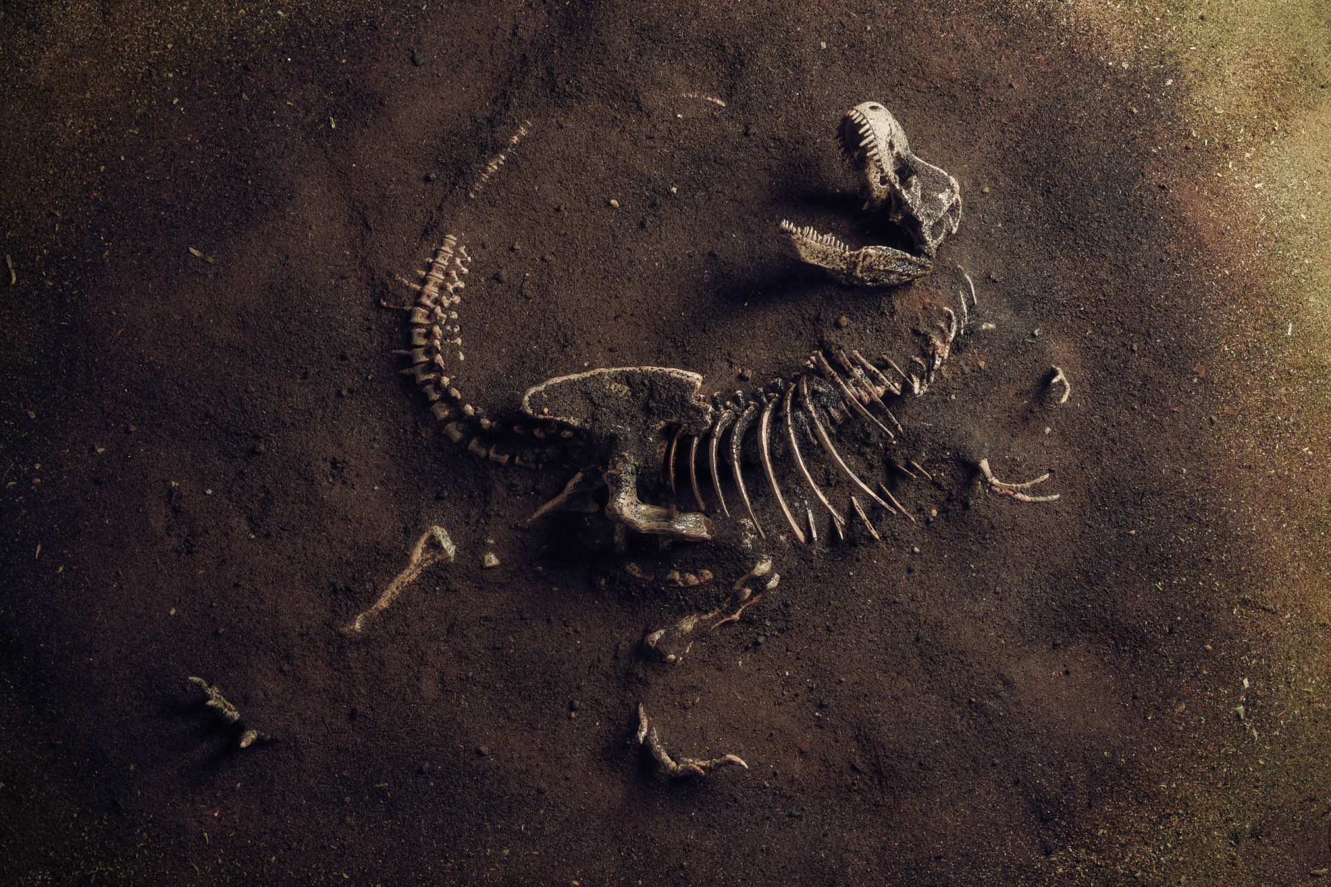 How do fossils form?