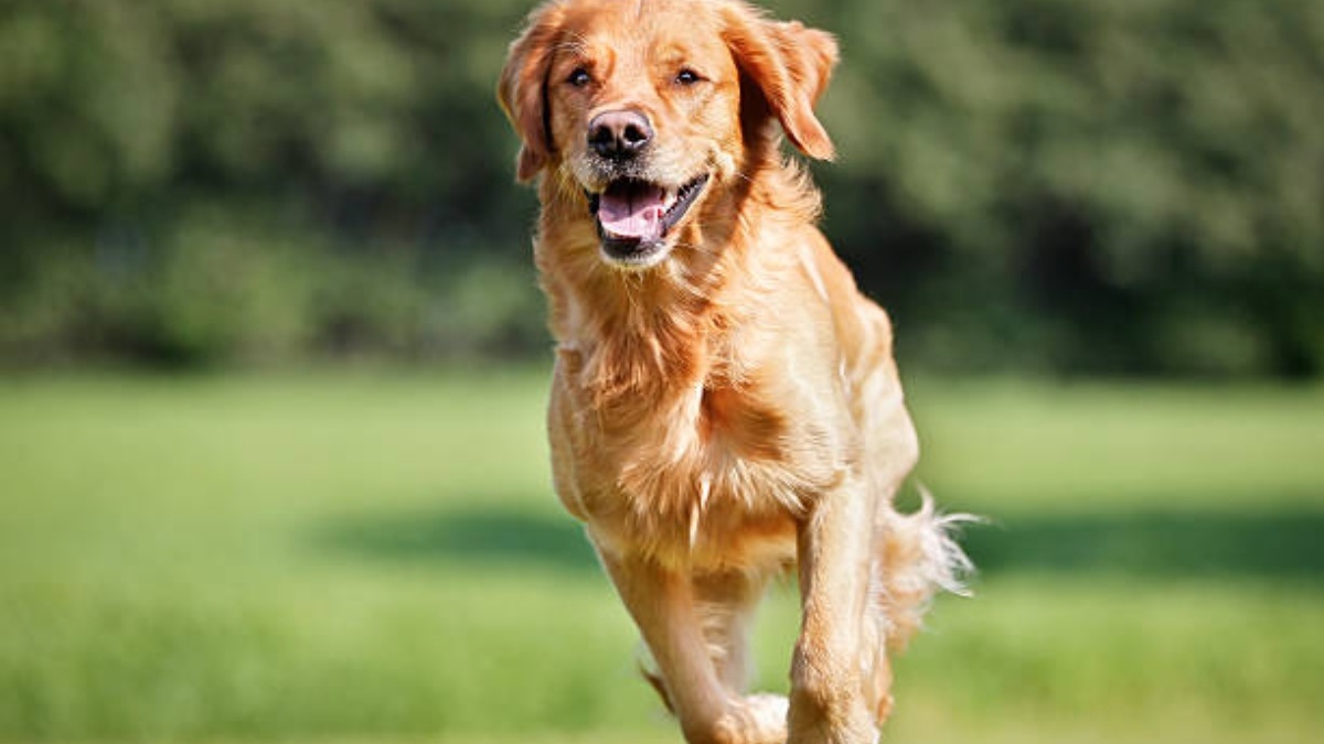If your dog shows these 13 behaviors, experts say don't ignore them