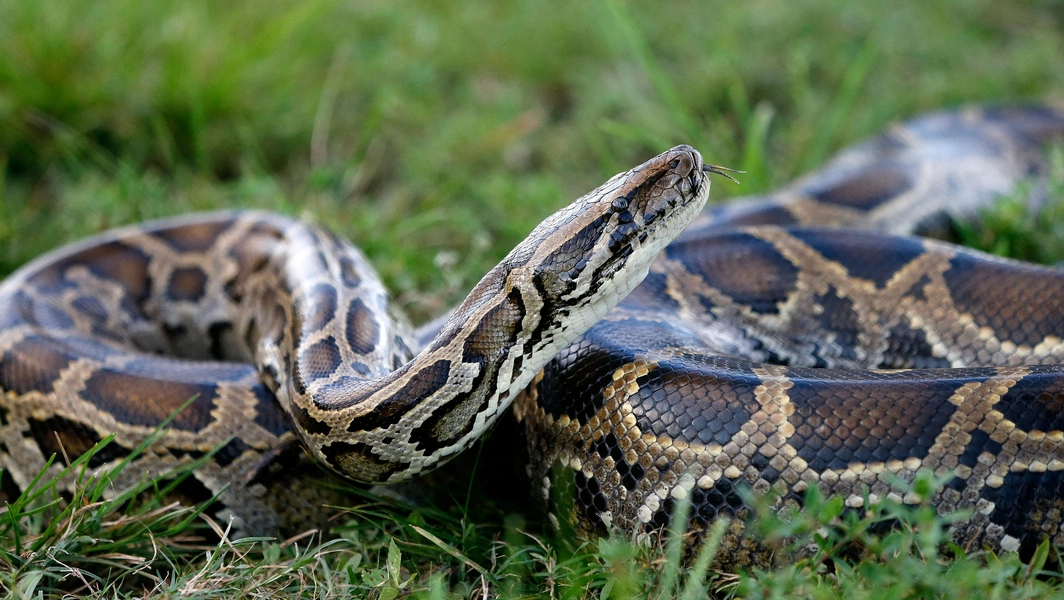 Invasive Burmese pythons in Florida's Everglades