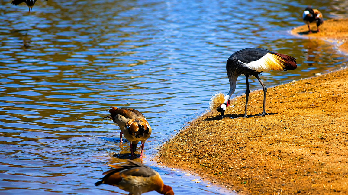 The bird that looks like a king