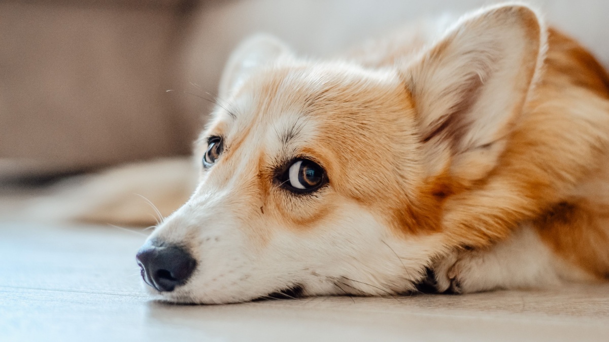 These are the 10 smartest small dog breeds, according to experts