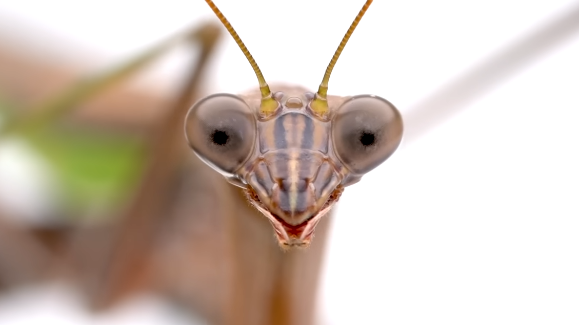 This insect knows exactly where you are - or so it seems